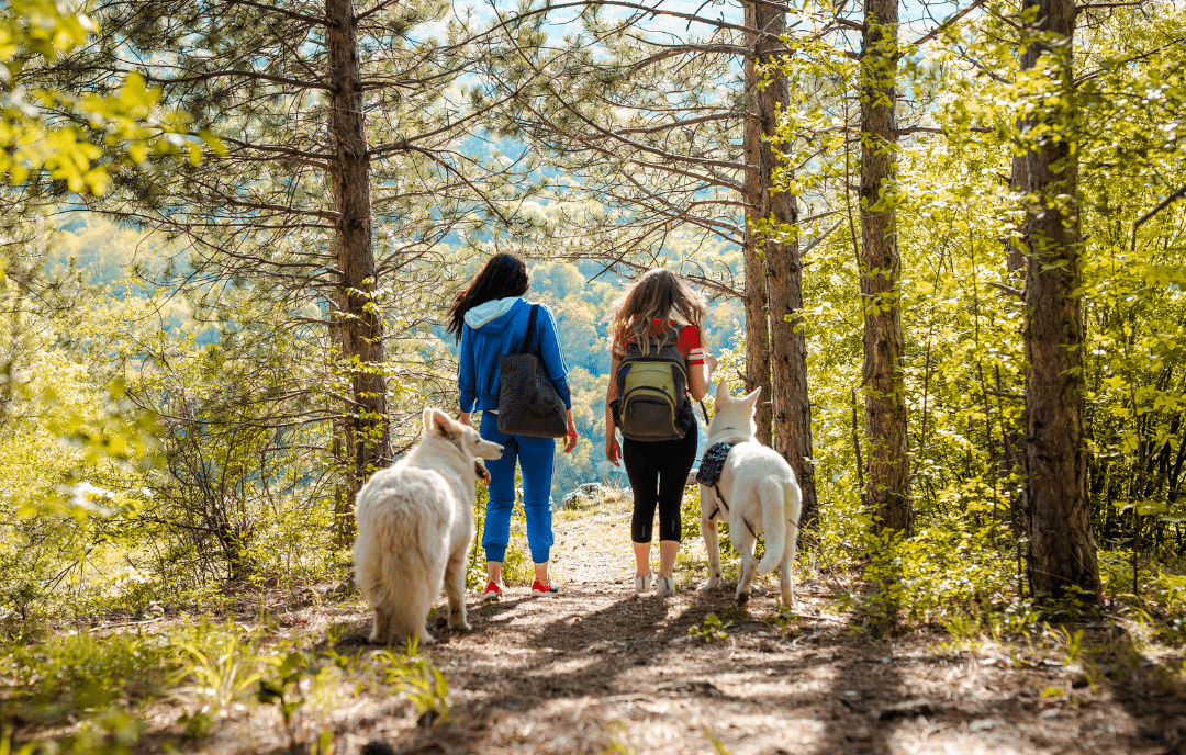 Exploring Serene Strolls: Unveiling The Best Local Walking Destinations ...